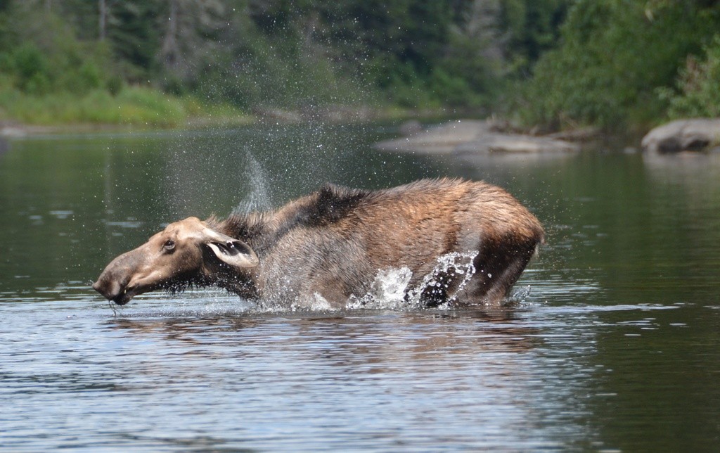 Best Moose Viewing Tours, Allagash, the Penobscot, Baskahegan Stream