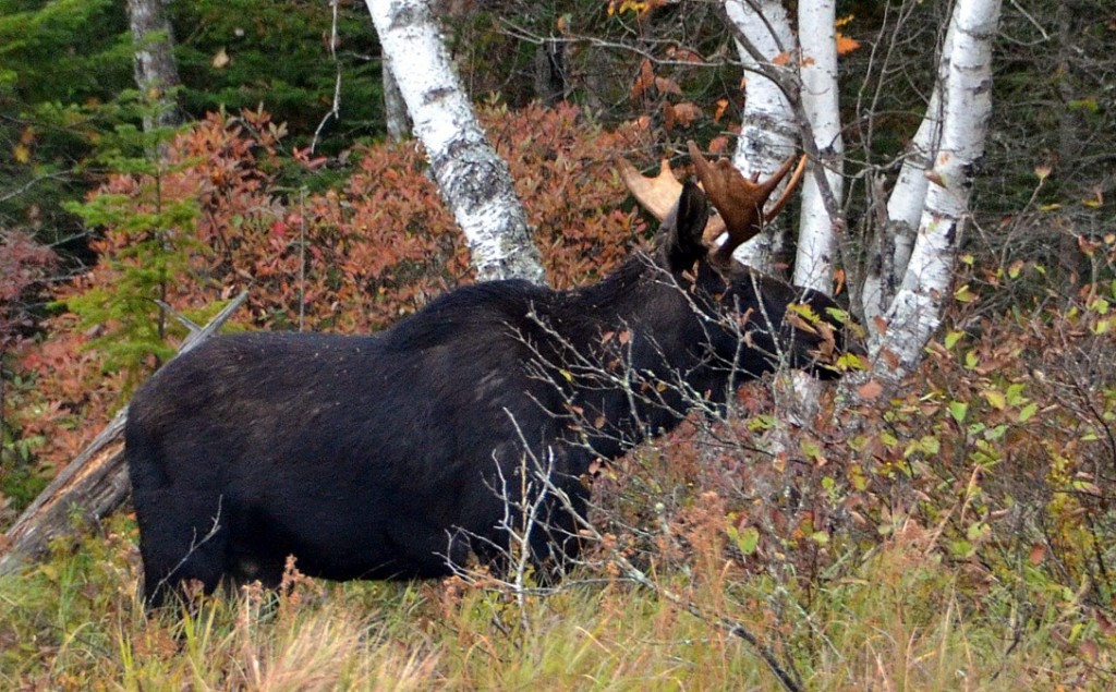 Best Moose Viewing Tours, Allagash, the Penobscot, Baskahegan Stream