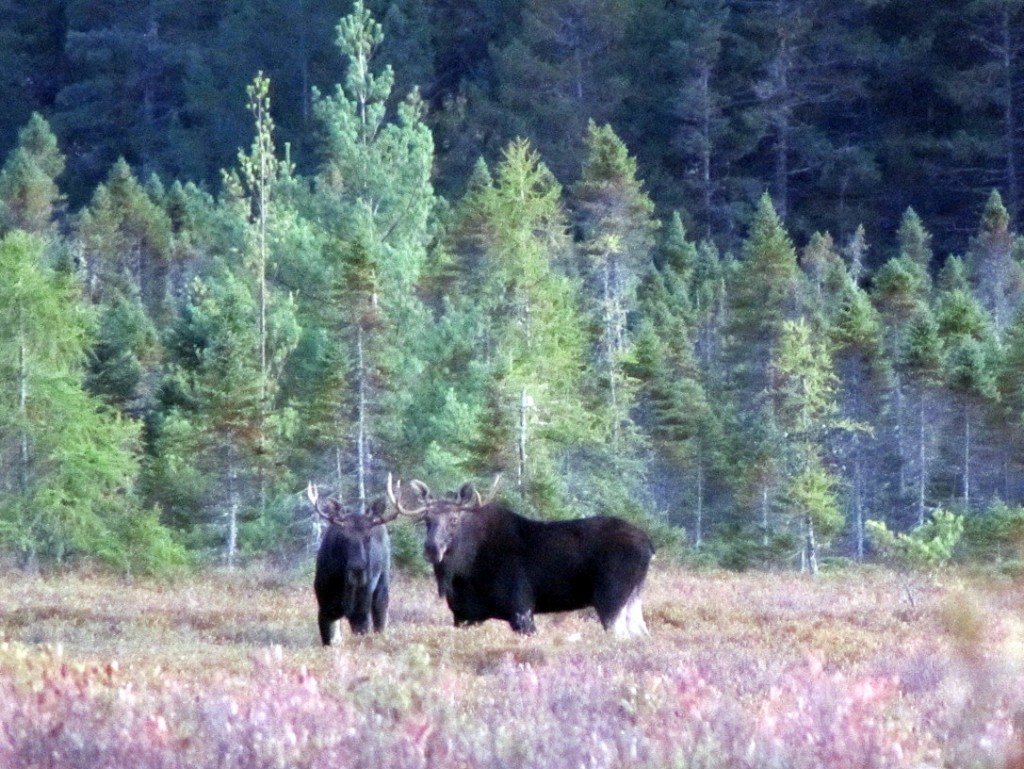 Best Moose Viewing Tours, Allagash, the Penobscot, Baskahegan Stream