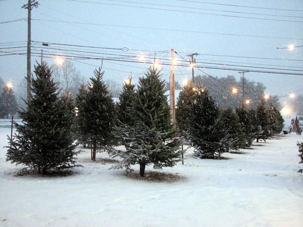 Dave's Maine Christmas Trees and Wreaths, Lynchburg, Virginia