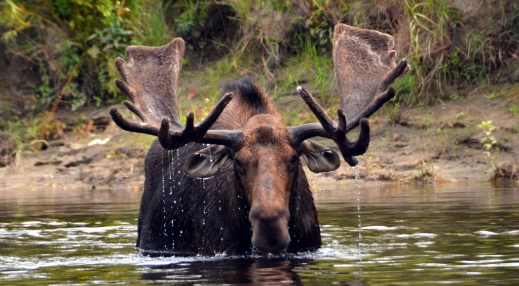 Best Moose Viewing Tours, Allagash, the Penobscot, Baskahegan Stream
