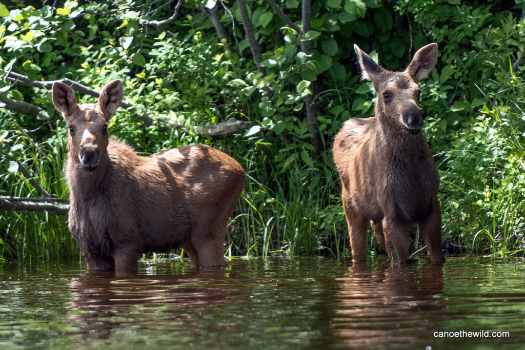 Best Moose Viewing Tours, Allagash, the Penobscot, Baskahegan Stream