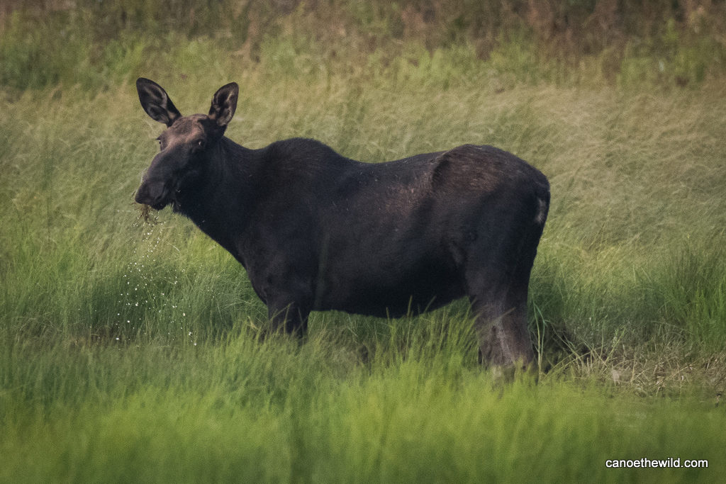 Best Moose Viewing Tours, Allagash, the Penobscot, Baskahegan Stream