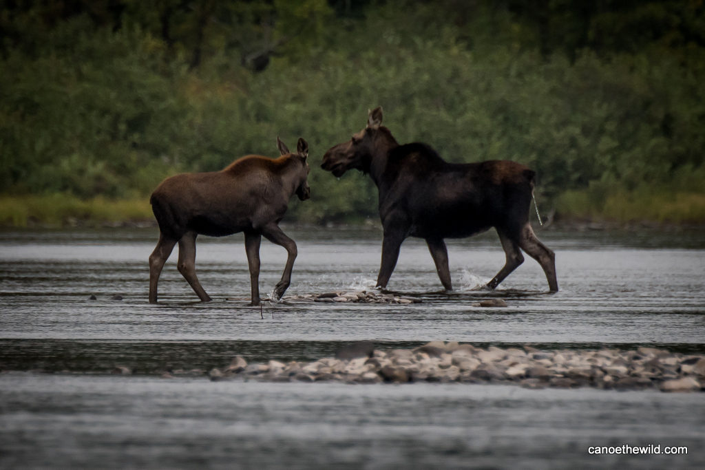 Best Moose Viewing Tours, Allagash, the Penobscot, Baskahegan Stream
