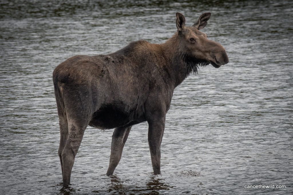 Best Moose Viewing Tours, Allagash, the Penobscot, Baskahegan Stream