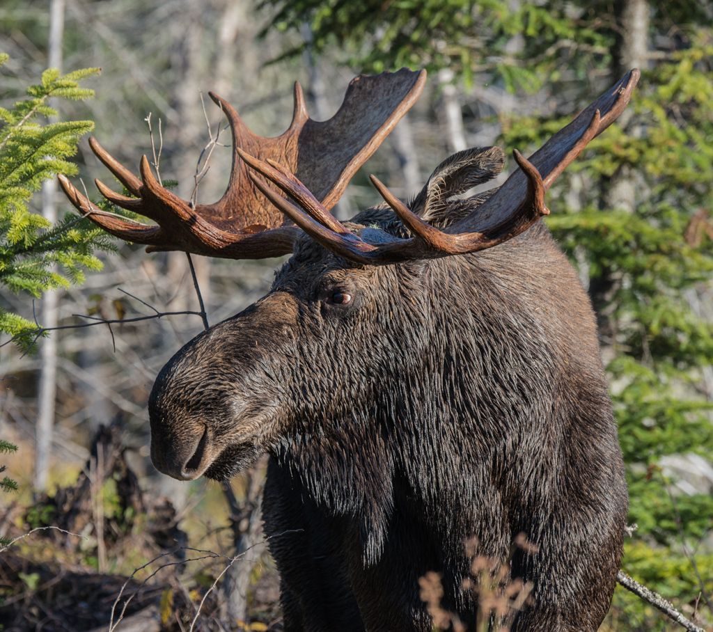 Best Moose Viewing Tours, Allagash, the Penobscot, Baskahegan Stream