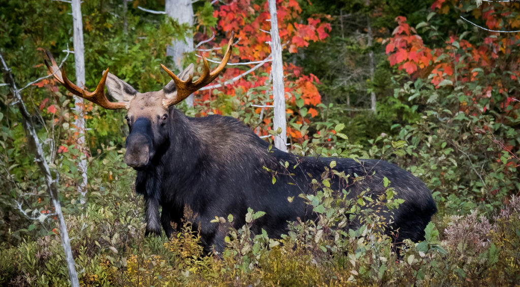 Best Moose Viewing Tours, Allagash, the Penobscot, Baskahegan Stream