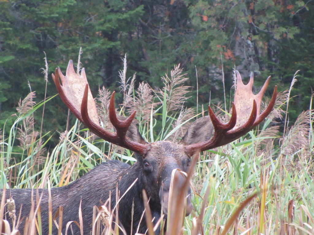 Best Moose Viewing Tours, Allagash, the Penobscot, Baskahegan Stream