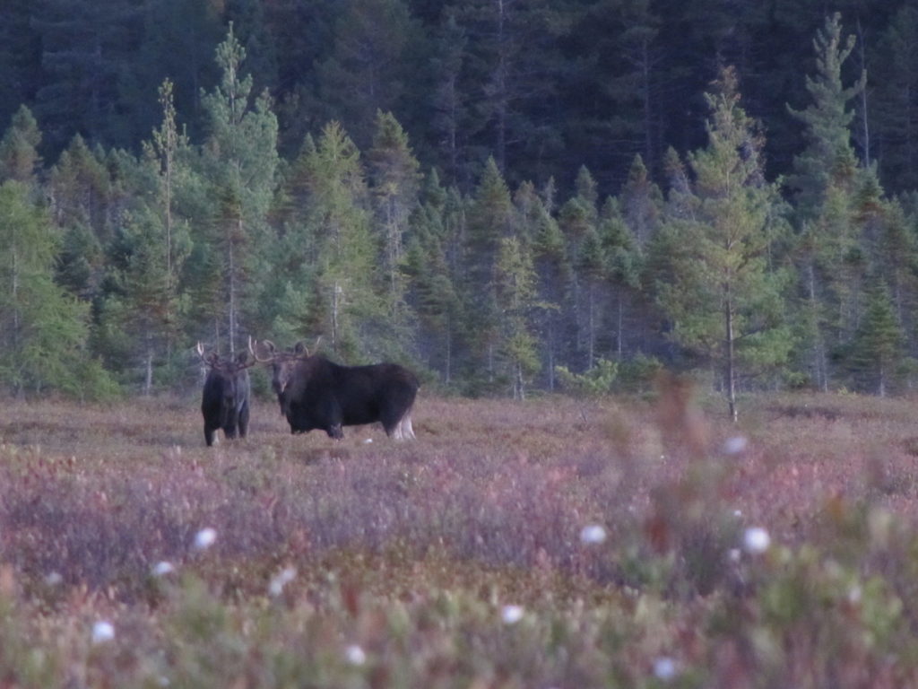 Best Moose Viewing Tours, Allagash, the Penobscot, Baskahegan Stream