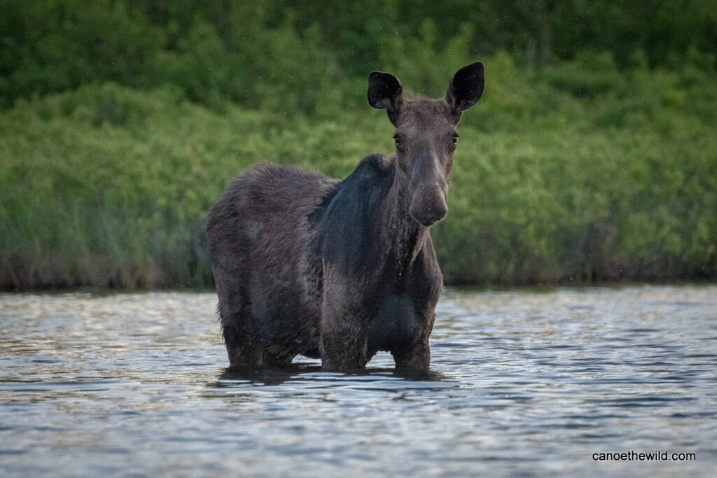 Best Moose Viewing Tours, Allagash, the Penobscot, Baskahegan Stream