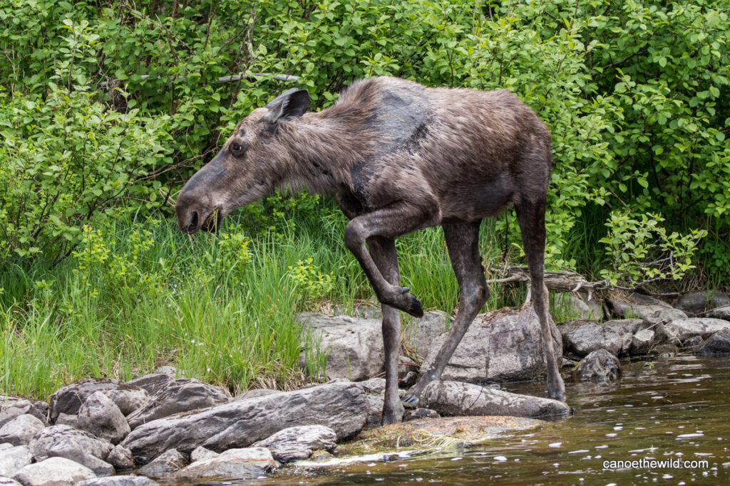 Best Moose Viewing Tours, Allagash, the Penobscot, Baskahegan Stream