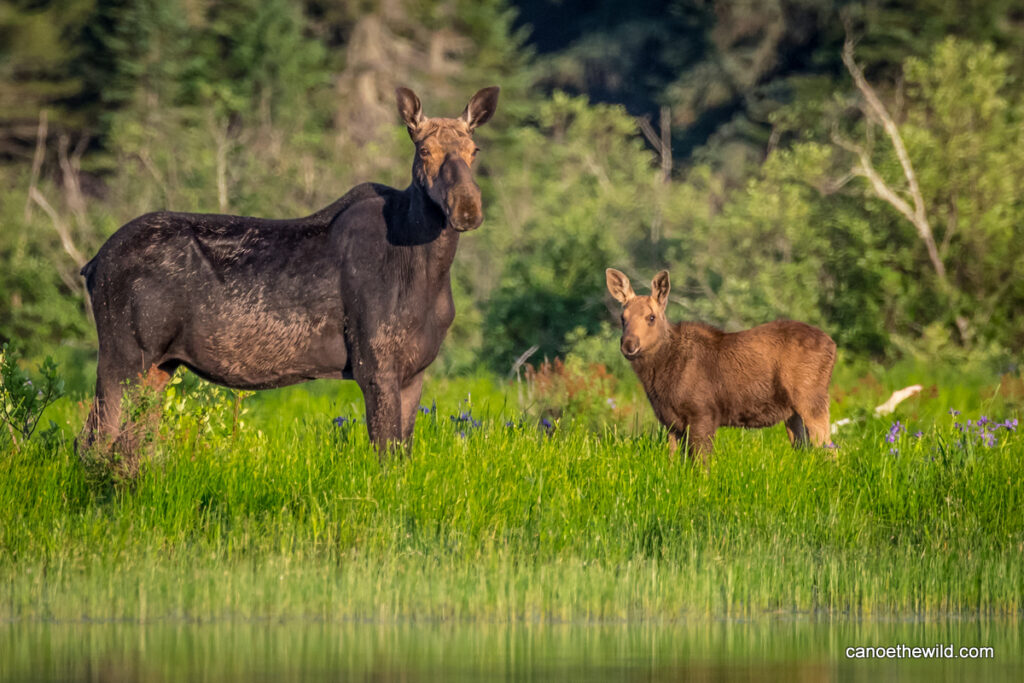 Best Moose Viewing Tours, Allagash, the Penobscot, Baskahegan Stream