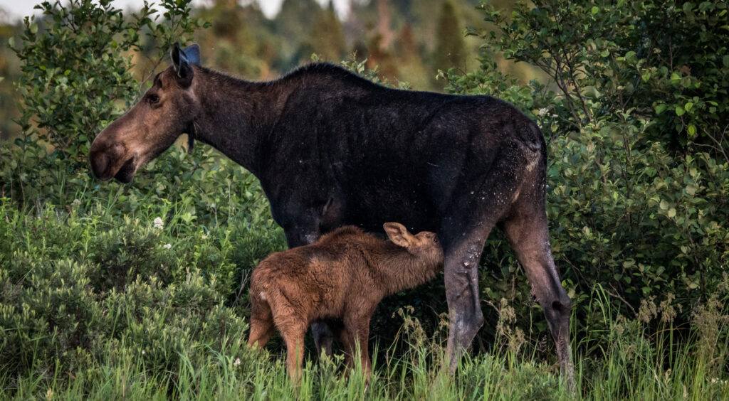 Best Moose Viewing Tours, Allagash, the Penobscot, Baskahegan Stream