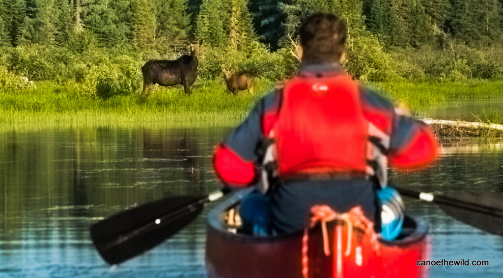 Best Moose Viewing Tours, Allagash, the Penobscot, Baskahegan Stream