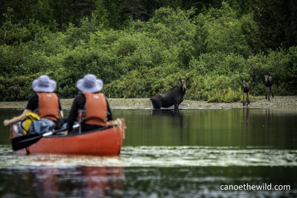 Best Moose Viewing Tours, Allagash, the Penobscot, Baskahegan Stream