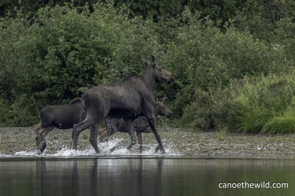 Best Moose Viewing Tours, Allagash, the Penobscot, Baskahegan Stream