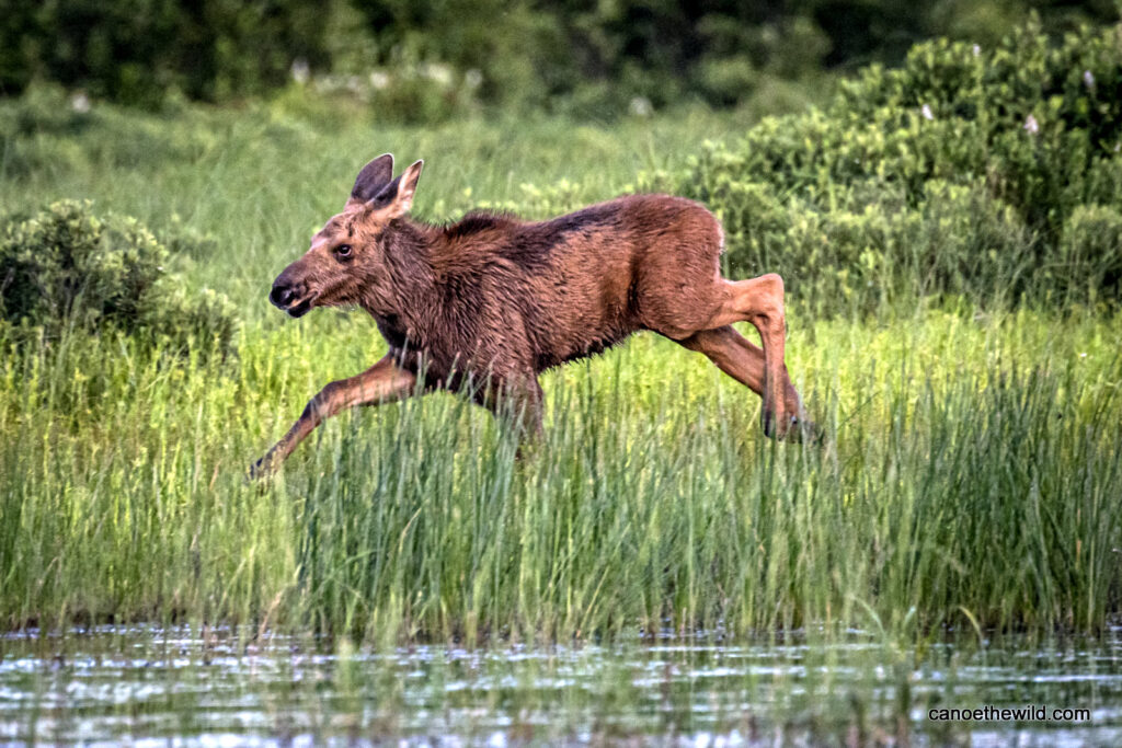 Best Moose Viewing Tours, Allagash, the Penobscot, Baskahegan Stream