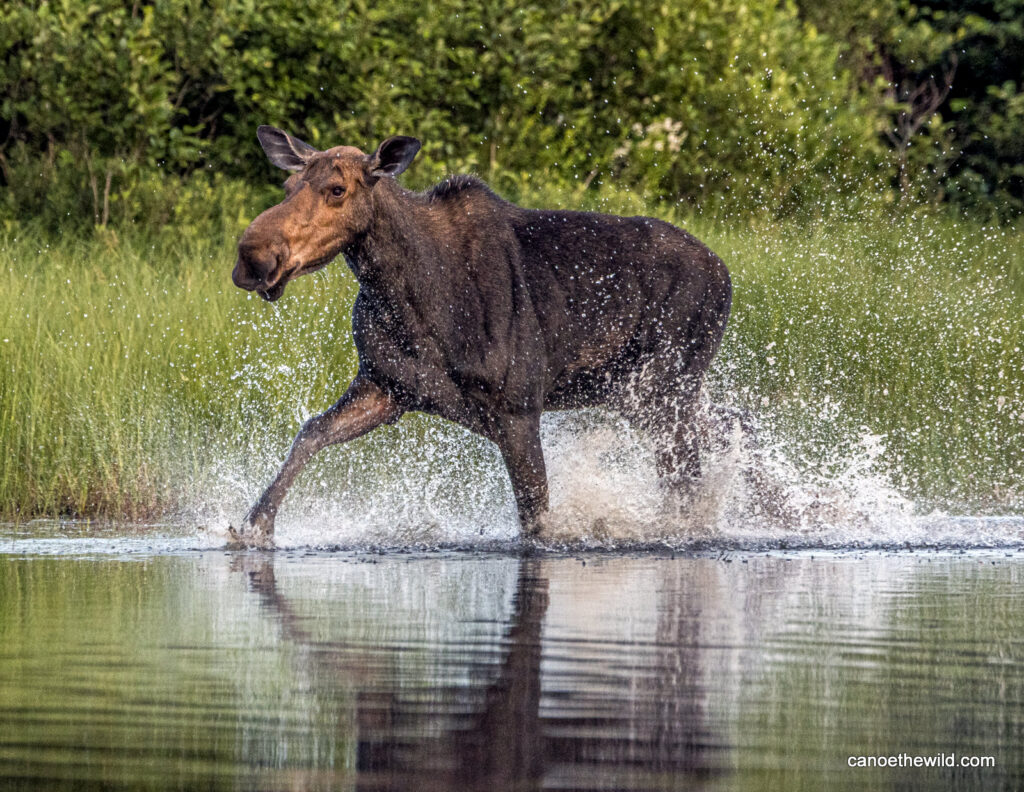 Best Moose Viewing Tours, Allagash, the Penobscot, Baskahegan Stream