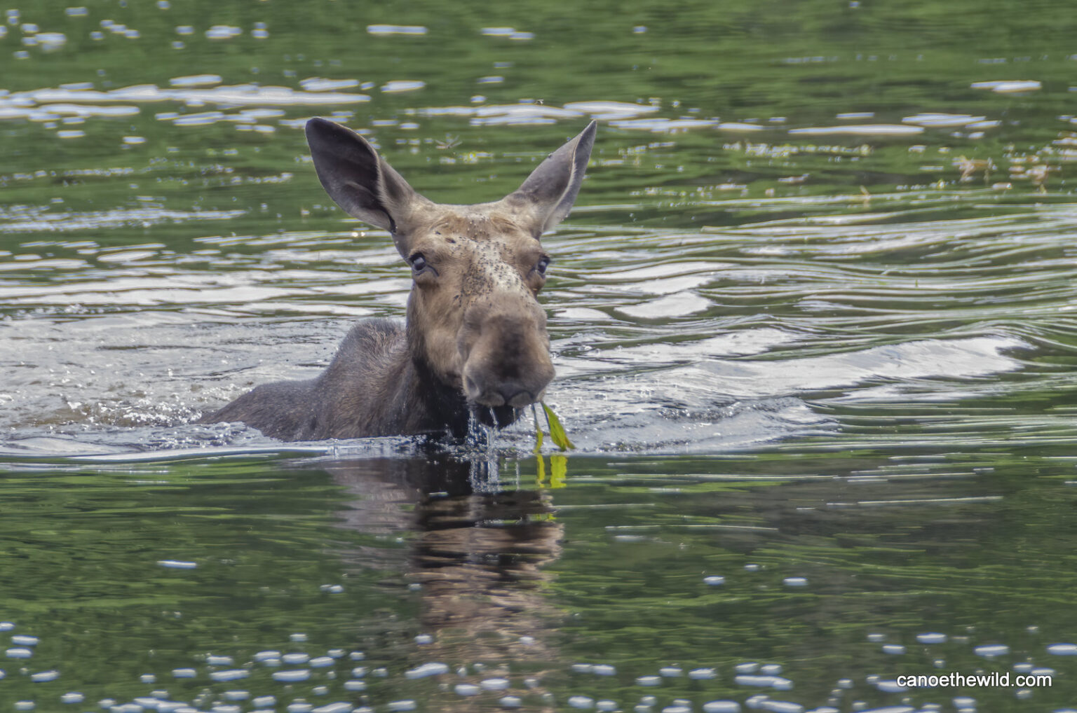 Moose feeding and swimming - Canoe the Wild