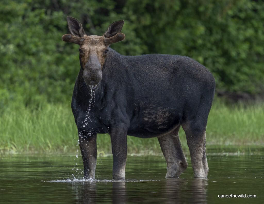 Young Bull moose - Canoe the Wild