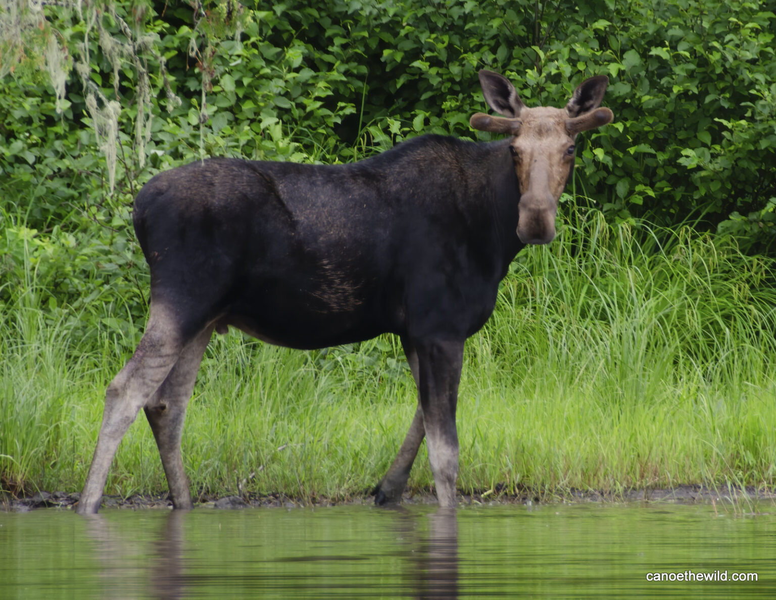 Young bull moose - Canoe the Wild
