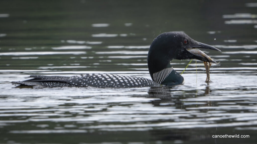 Loon with Fish - Canoe the Wild