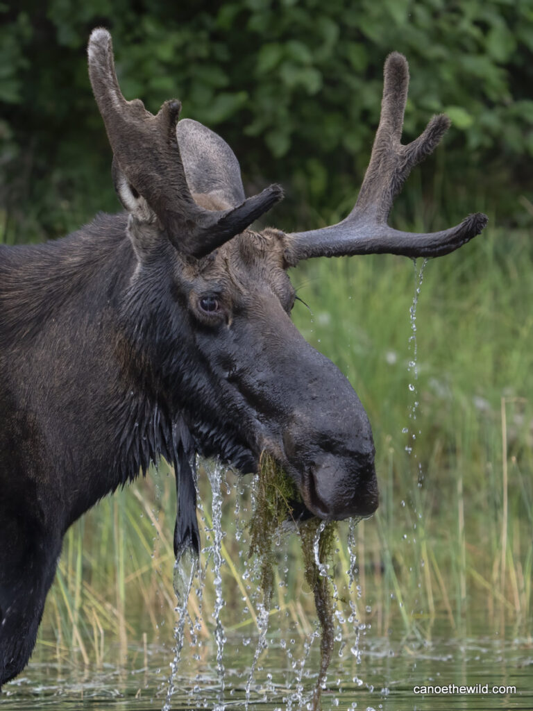 Young Bull moose - Canoe the Wild