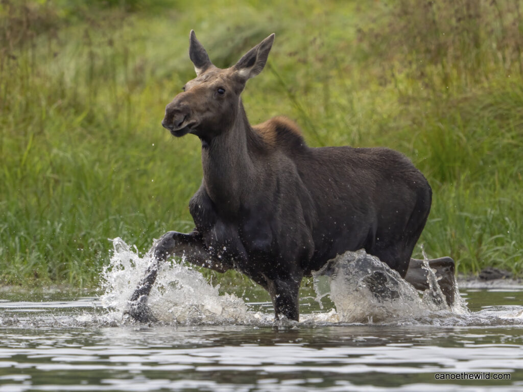 Young Moose running - Canoe the Wild
