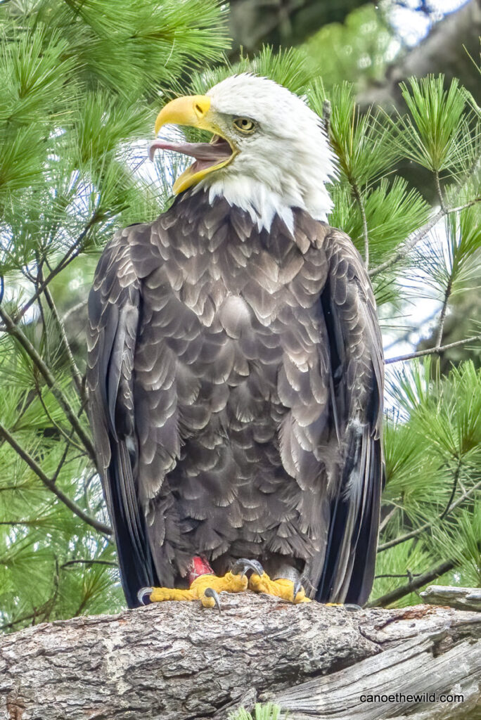 Bald Eagle open mouth - Canoe the Wild