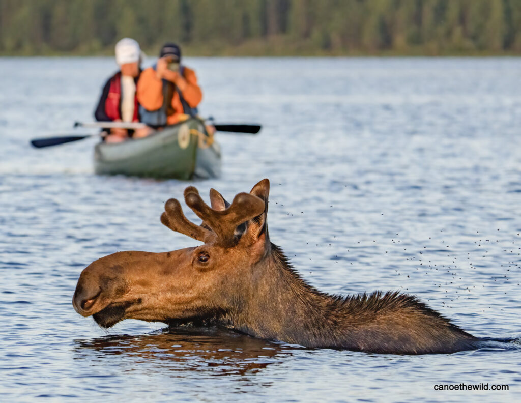 moose Viewing on Maine's Allagash Wilderness Waterway - Canoe the Wild