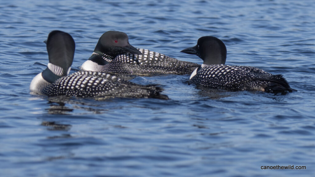 loons - Canoe the Wild