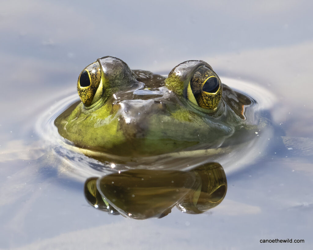 Bull Frog - Canoe the Wild