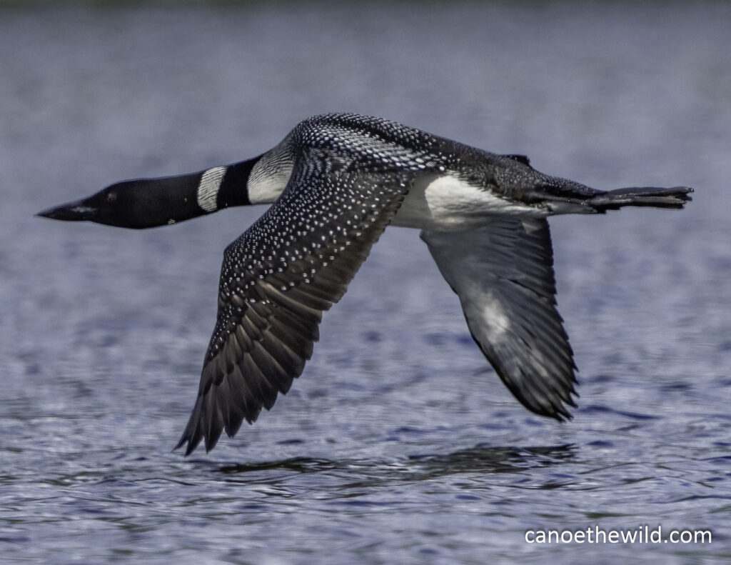 Loon in flight - Canoe the Wild