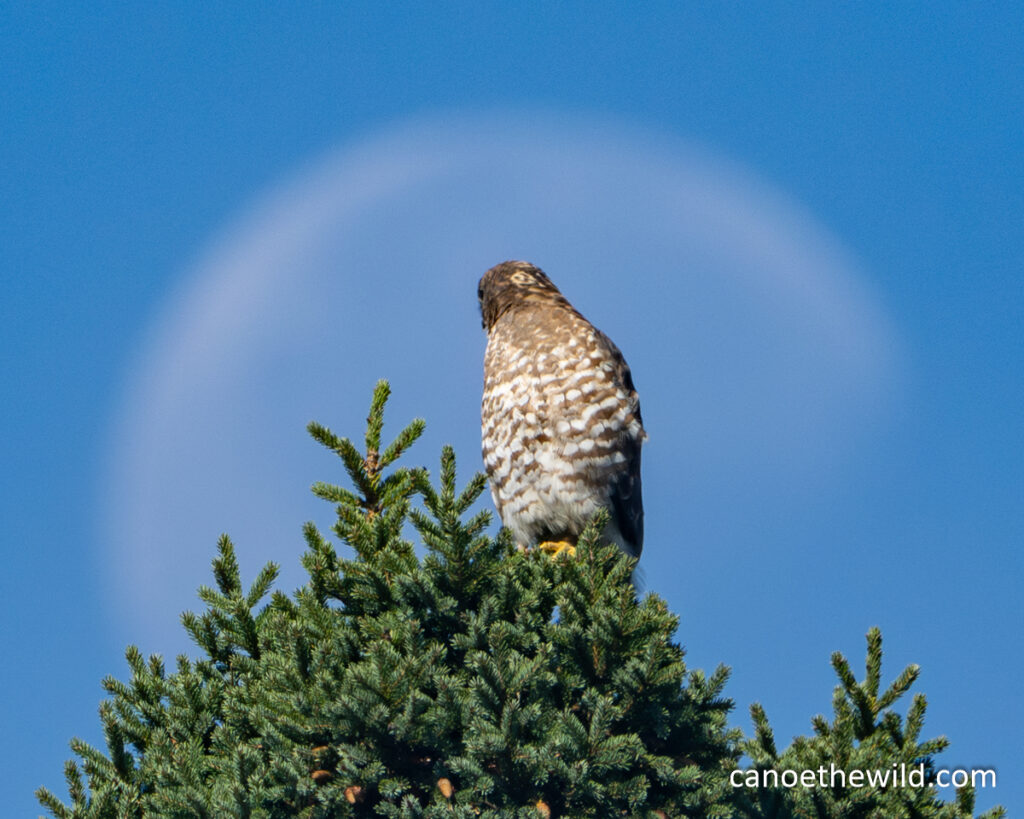 Broad Wing Hawk - Canoe the Wild